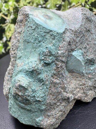 Hampton Butte Fossil Wood – Green Agate Limb Fragment in Volcanic ...