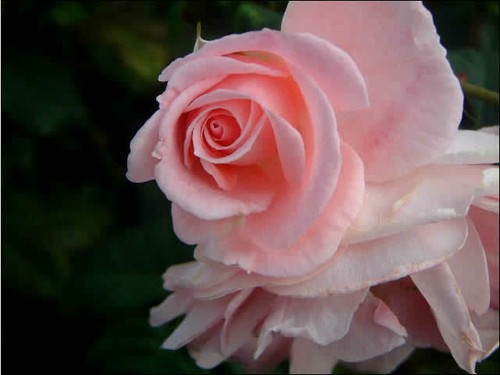 ROSE Dearest - Fragrant Floribunda Bush - Bare Root Perennial Shrub ...