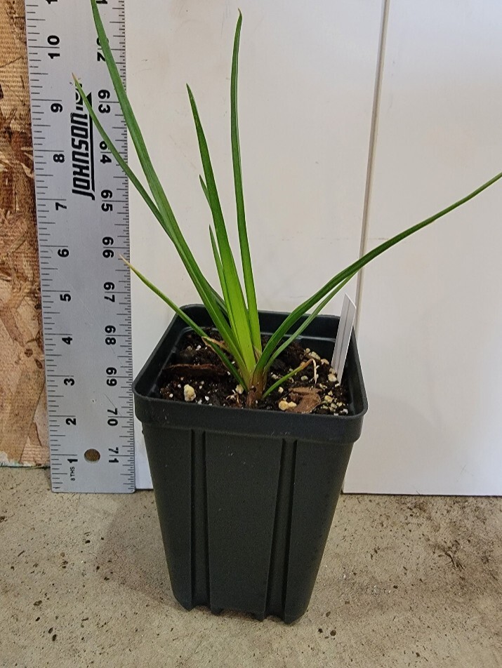 Red Hot Poker Plant "Kniphofia Flamenco" - Live Plant - Perennial Grass ...