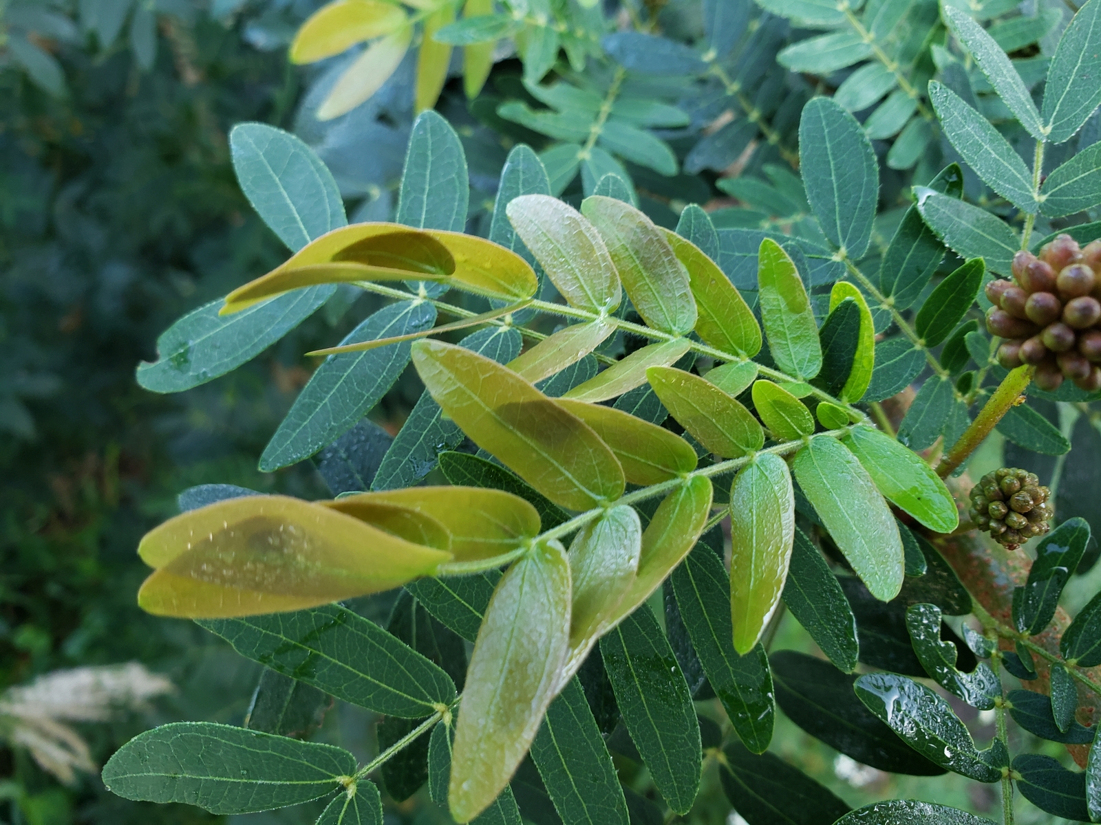 SURINAM Pink Powder Puff Tree Plant Rose Cascade Unique Flowers Bonsai ...