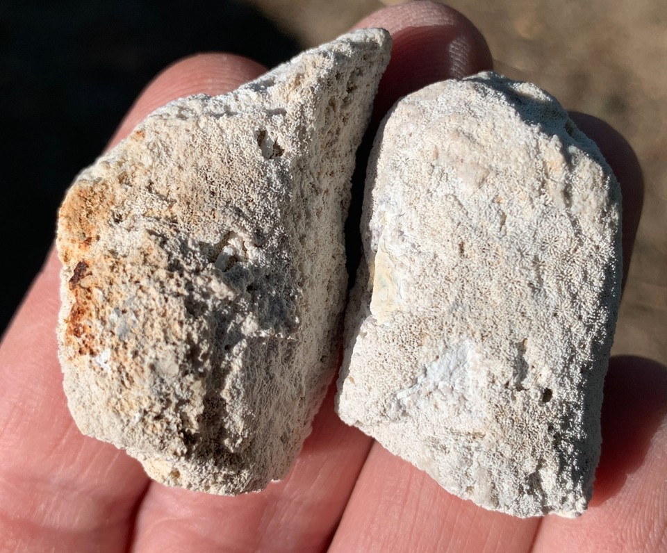 AGATIZED CORAL FOSSIL Chalcedony Fossilized Mineral Reef Ocean Specimen ...