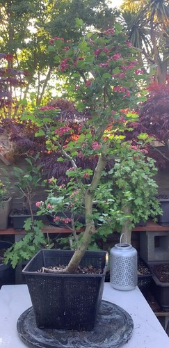 Stunning Hawthorn Bonsai Tree (Paul scarlet) Crataegus laevigata | eBay UK