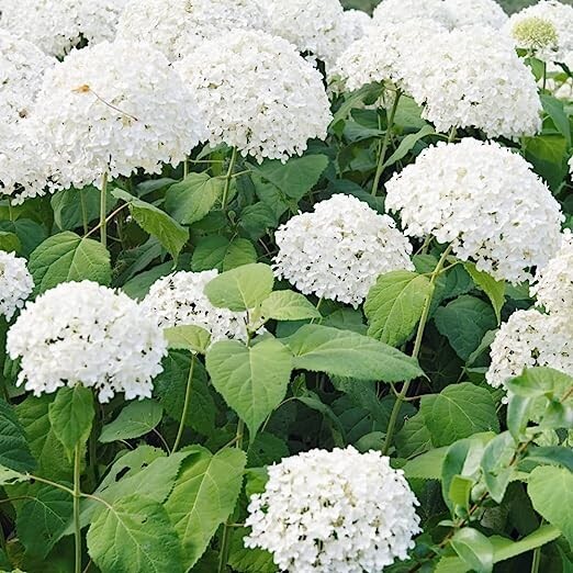ANNABELLE WHITE HYDRANGEA two bare root PLANTS Approx 8 to 10 Inches ...