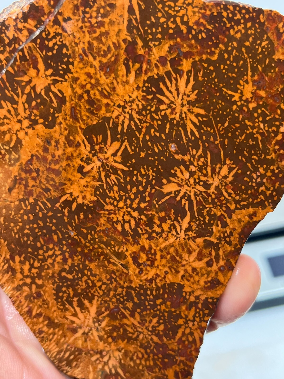 Spider Jasper Slab aka Starburst Lapidary Cabbing Chakra Reiki Mexico ...