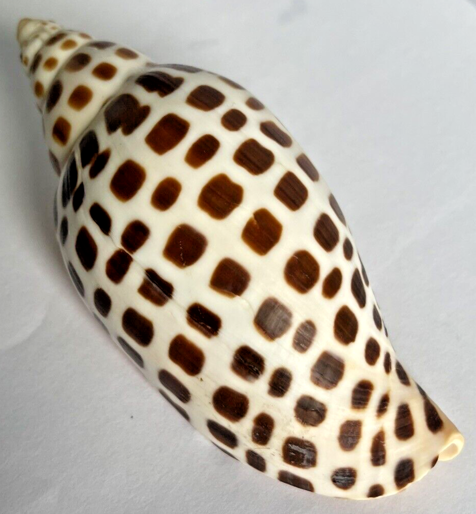 JUNONIA SHELL GULF MEXICO WEST COAST FLORIDA SANIBEL ISLAND 3.76" JUST ...