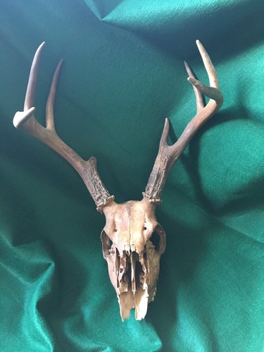 Scary 8 Point Deer Antler Skull Kentucky | eBay