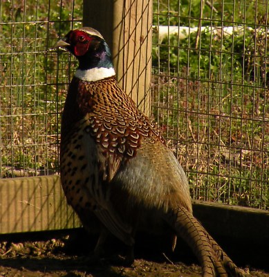 Poultry - Pheasant Hatching Eggs
