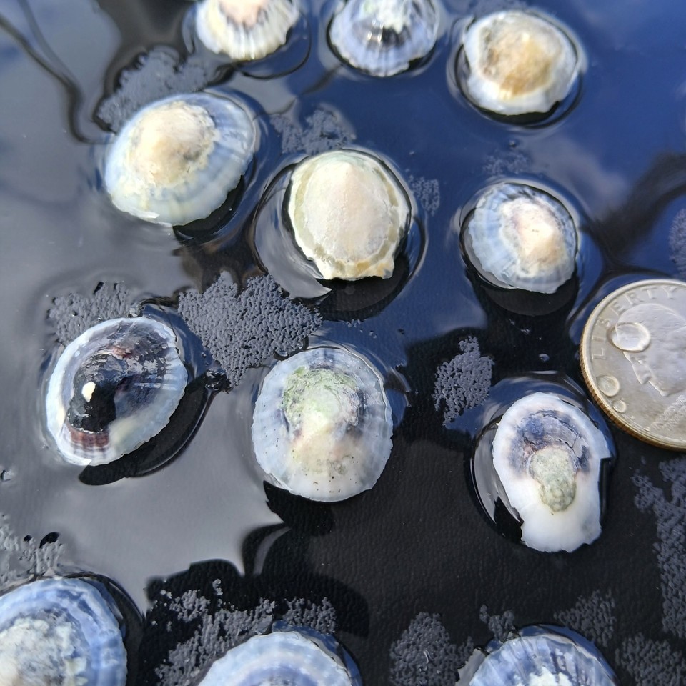 Hawaiian Opihi Limpet 60 Small Sea Shells | eBay