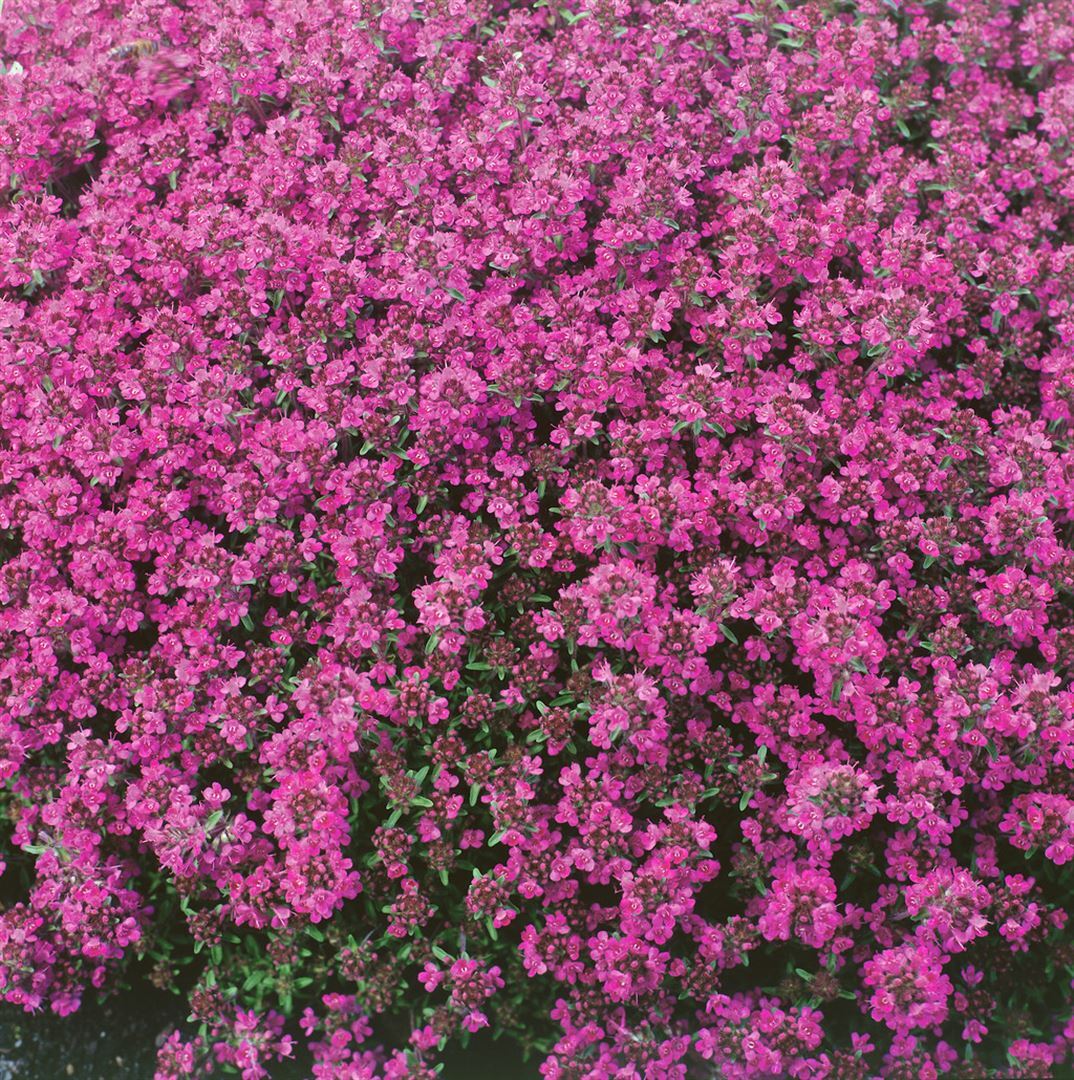 Thymus praecox 'Red Carpet' | Roter Polsterthymian, Bodendecker ...