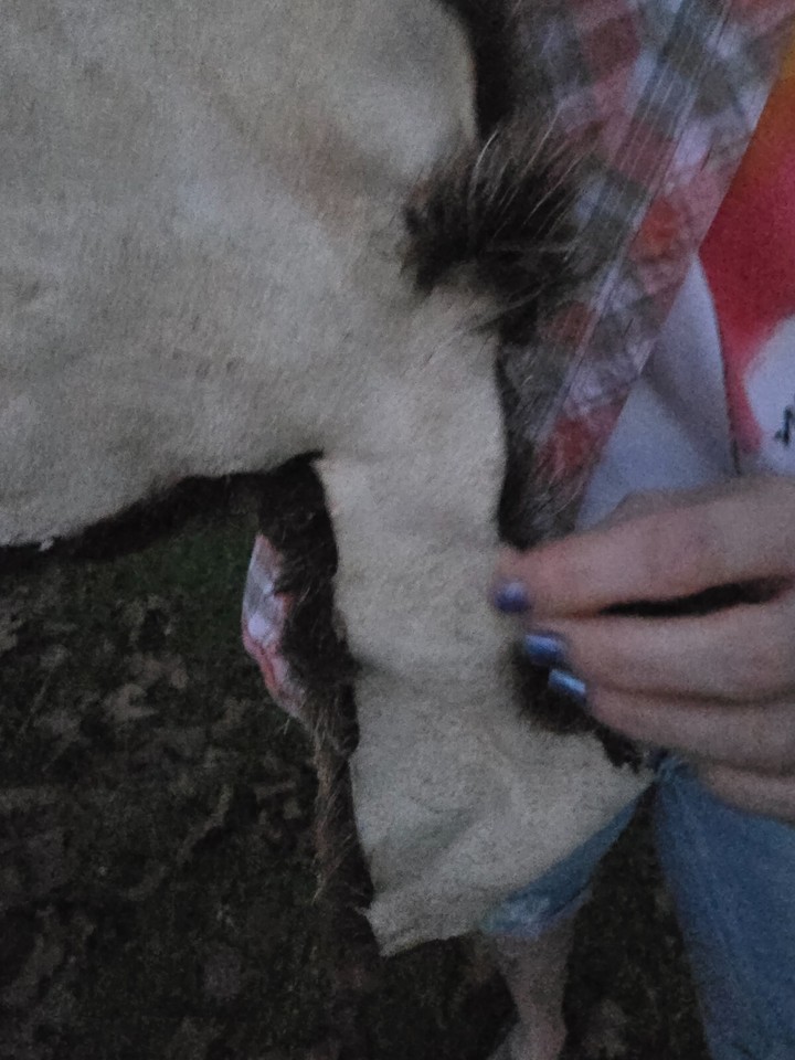 Hawaiian Ram Hide Hair on Hide Full Tanned Skin leather real fur ...