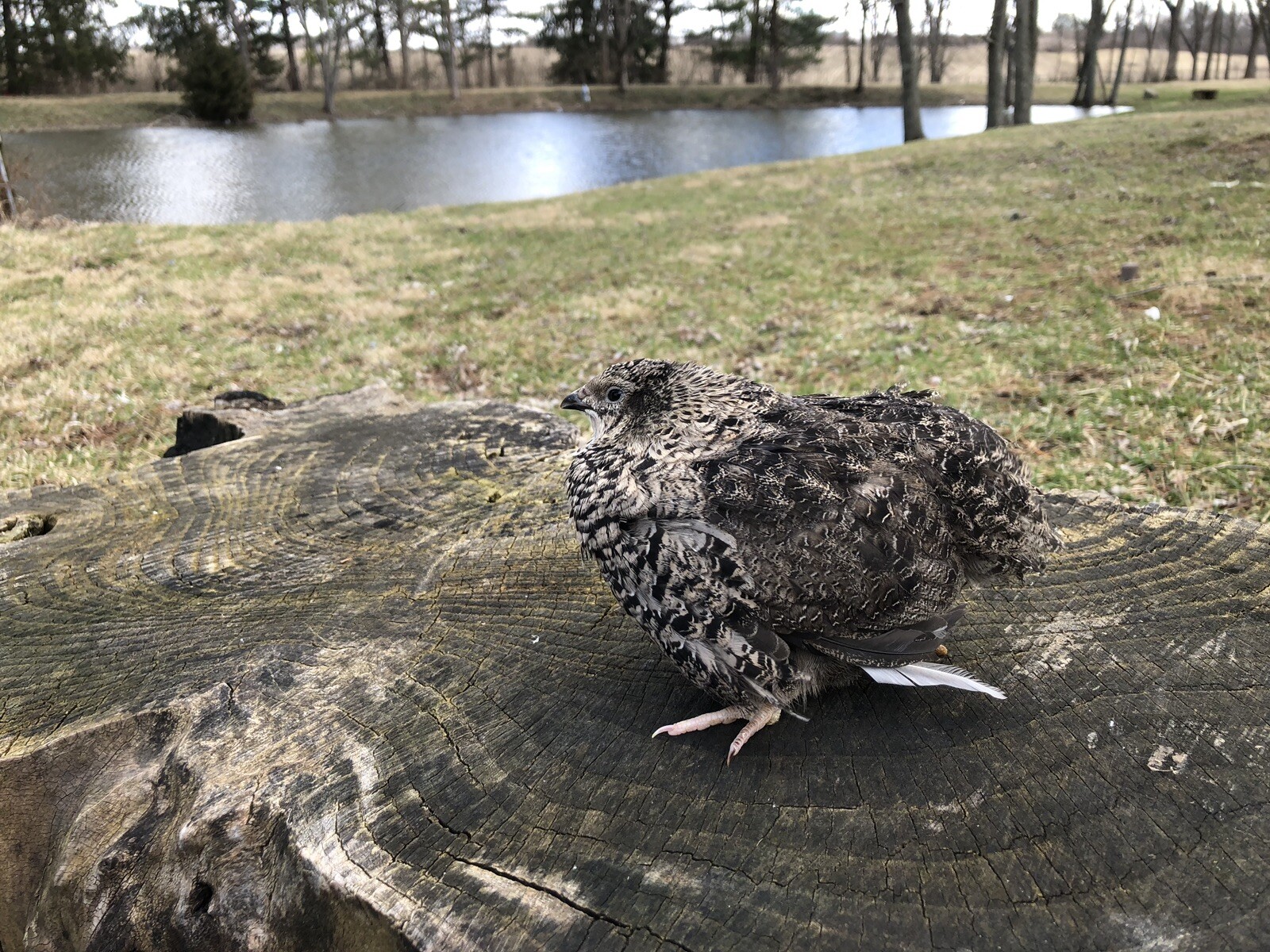 50+ RARE GRAU FEE Coturnix Quail Hatching Eggs By Myshire! THE NEWEST ...