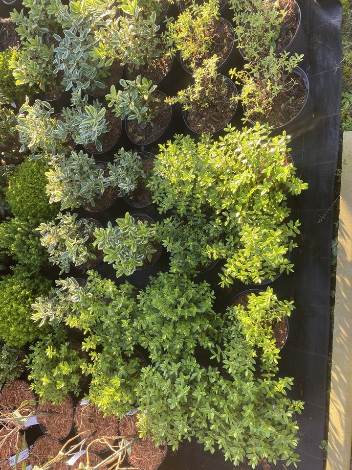 3X ORNAMNENTAL DWARF PINE MIXED PLANTS HARDY EVERGREEN TREES 2LT POTS ...