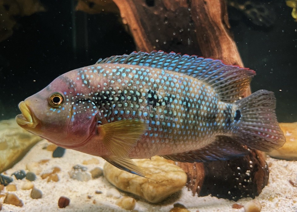 1 Live Unsexed Jack Dempsey Cichlid Size Large 5”-7" Inch Fish ADULT ...