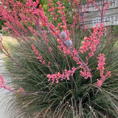 30+ Hummingbird Yucca Seeds - Red Yucca Seeds | eBay