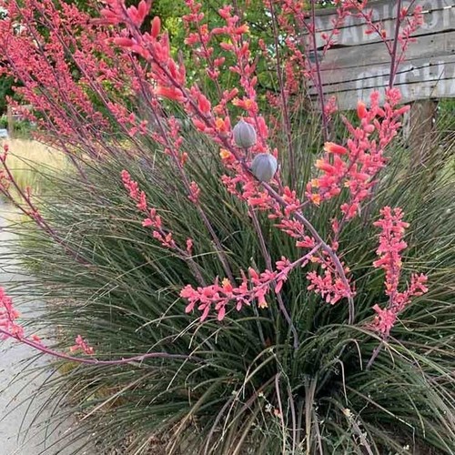 30+ Hummingbird Yucca Seeds - Red Yucca Seeds | eBay
