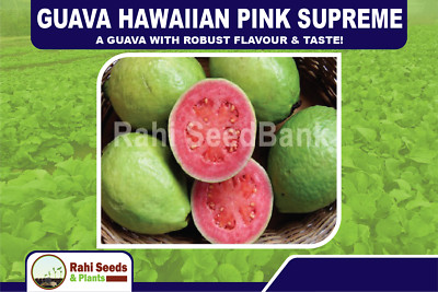 Guava Hawaiian Pink Supreme - A Guava with Robust Flavour & Taste! | eBay