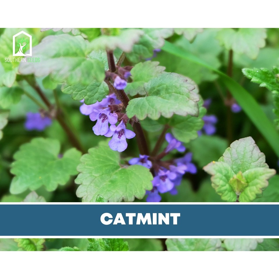 Catmint Seeds, Heirloom Medicinal Herb, Nepeta mussinii, USA Grown | eBay