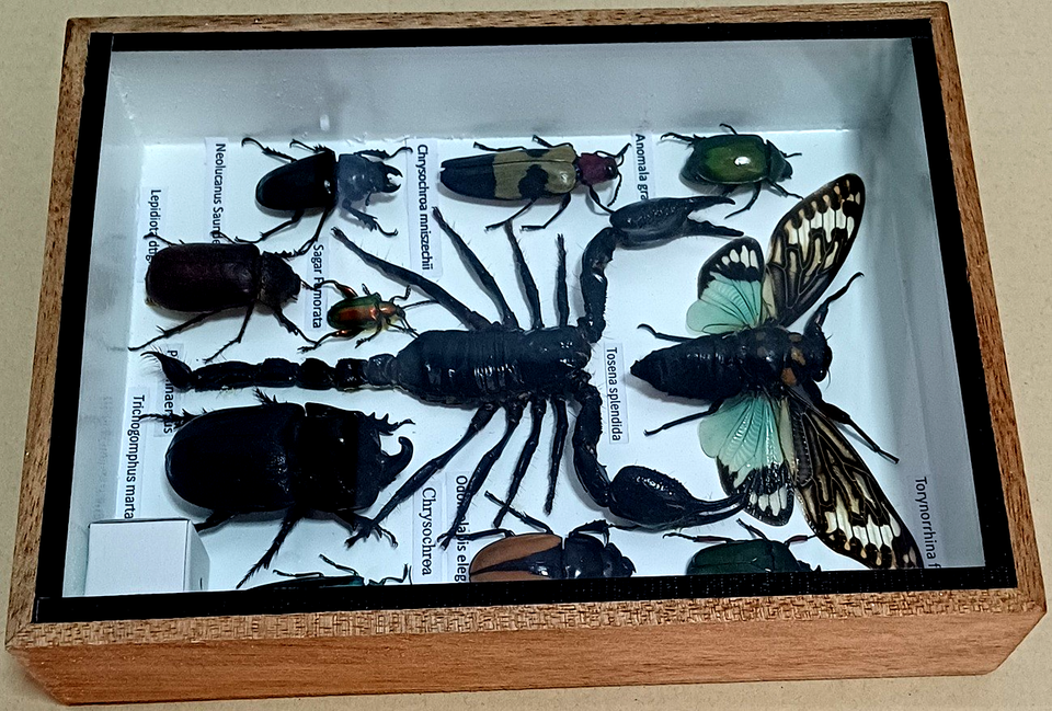 11 Real Rare Scorpion Bug Insect Display Insects Beetle Taxidermy in ...