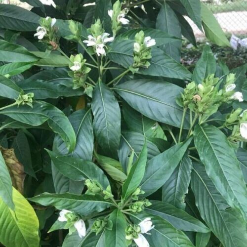 Adhatoda Vasica Root