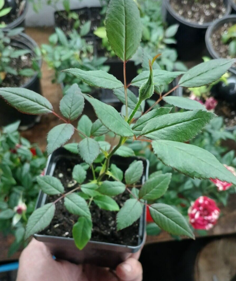 Miniature Rose Live Plants . 4 inch pot GREAT GIFT 🎁 | eBay