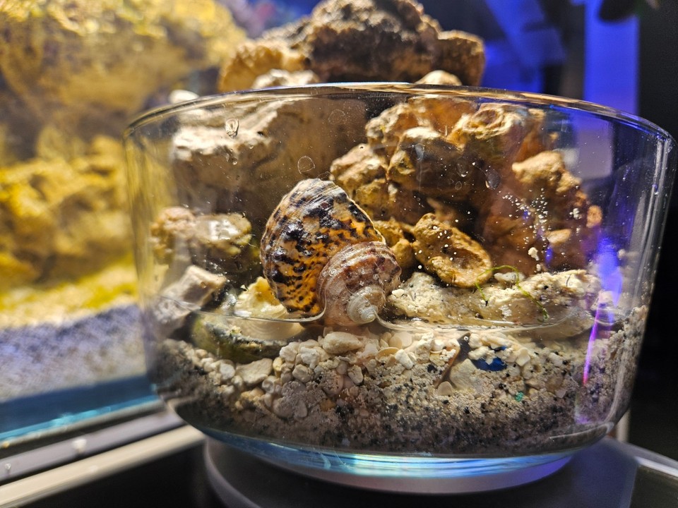 8 lbs Live Reef Sand & Rock Mix with Shells – Cycled Lazy Reefer ...