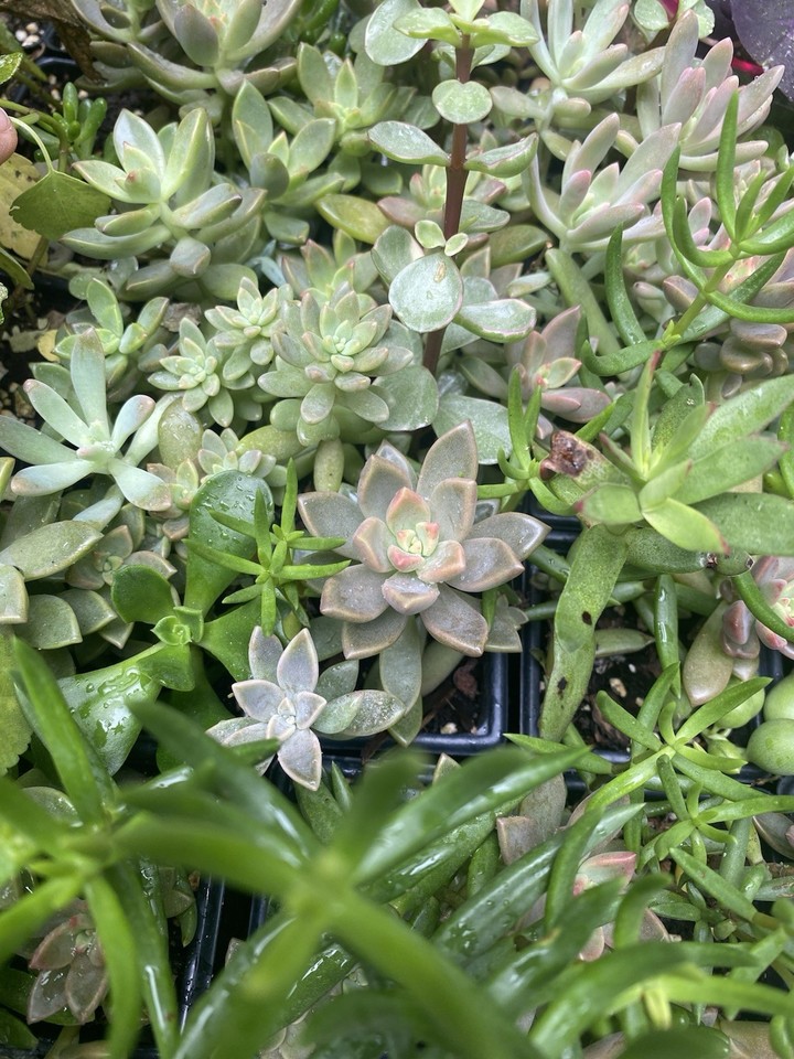 10 Unroot Different Random Succulents Live Plant, Plants Gift | eBay