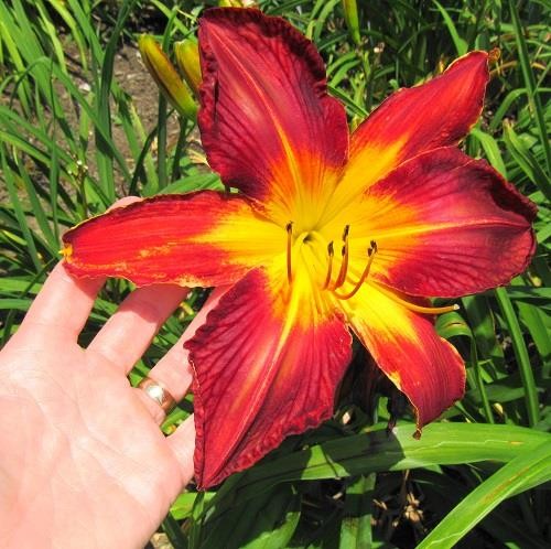 Daylily ~ RUBY SPIDER ~ Huge 9" RUBY RED Blooms Early Daylilies ~ LIVE ...