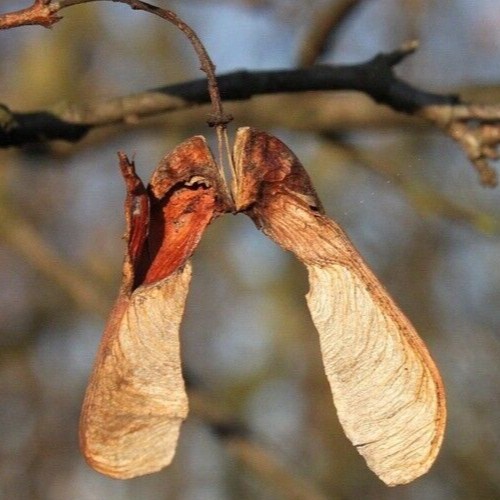 SYCAMORE SEEDS 20 for £3 PLANT TREE GARDEN NATURE WILDLIFE | eBay UK