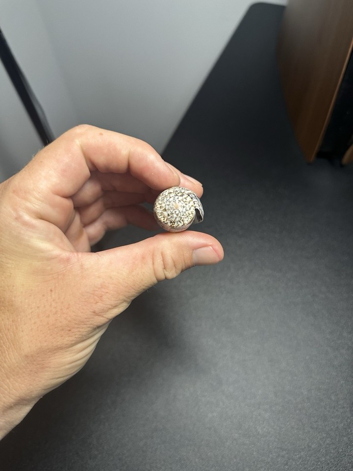 Cone Shells | eBay Australia