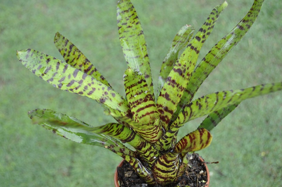 BROMELIAD NEOREGELIA "Tiger Tot" …a STUNNING SMALL grower... | eBay ...