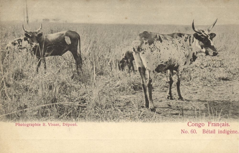 french congo, Native Livestock, Cow (1900s) Postcard | eBay