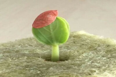 Grodan Rock-wool Granulate 2.5kg Box Hydroponic Rockwool Substrate ...