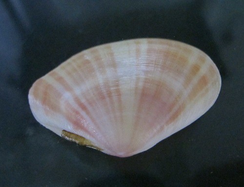 Tellina Staurella 59 mm F+++" Unusual color pattern WOW!! | eBay