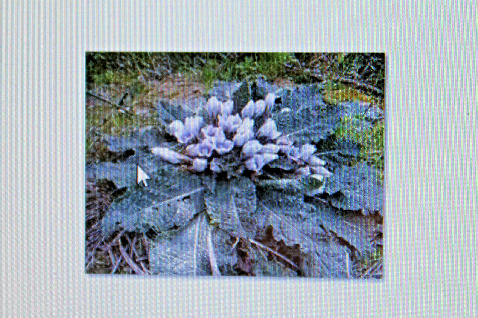 5 Seme Herbstblühende Mandrake, Mandragora Off.v.autumnalis #115 | eBay