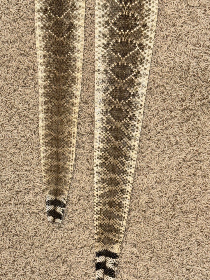 Rattlesnake Skins Craft Taxidermy | eBay