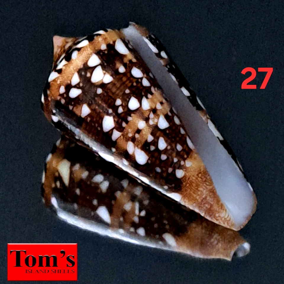 Conus ammiralis f. princeps sumbaensis #27 42.5mm NIGER GEM ULTRA from ...