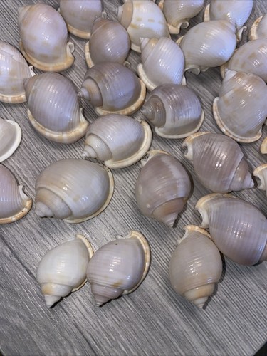 Channeled Bonnet ~ Cassis canaliculata Seashell 1-1/2"-2" (30 Shells | eBay
