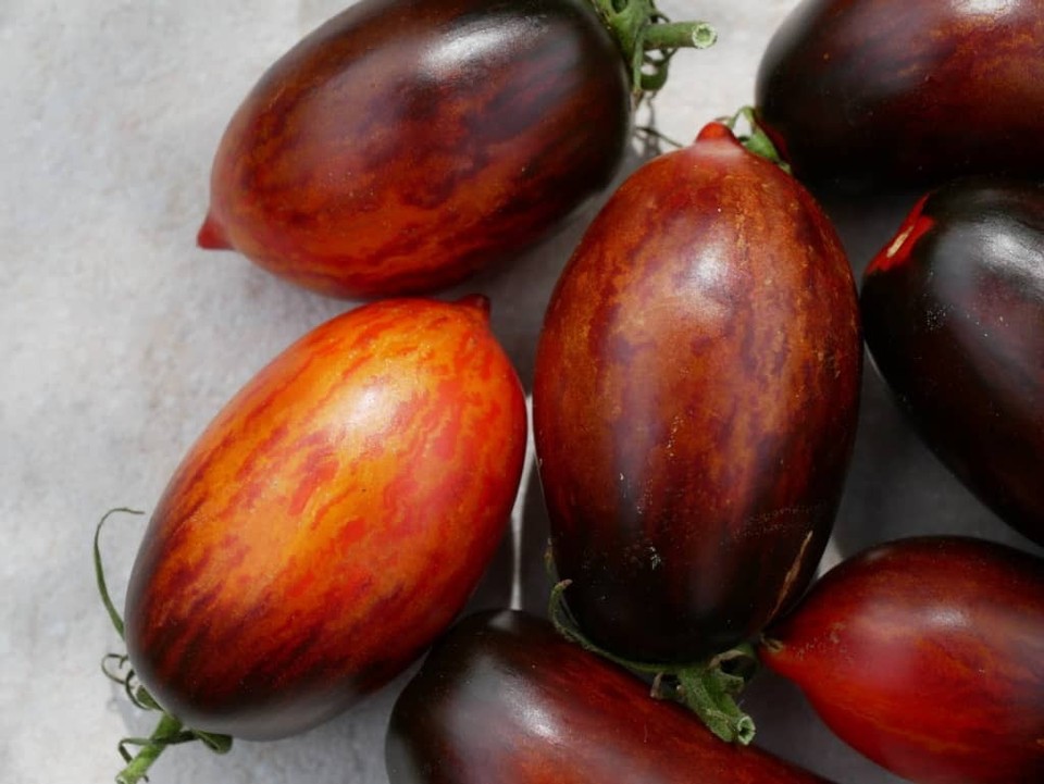 10 seeds Shadow Boxing DWARF Tomato Rare ORGANIC Variety | eBay