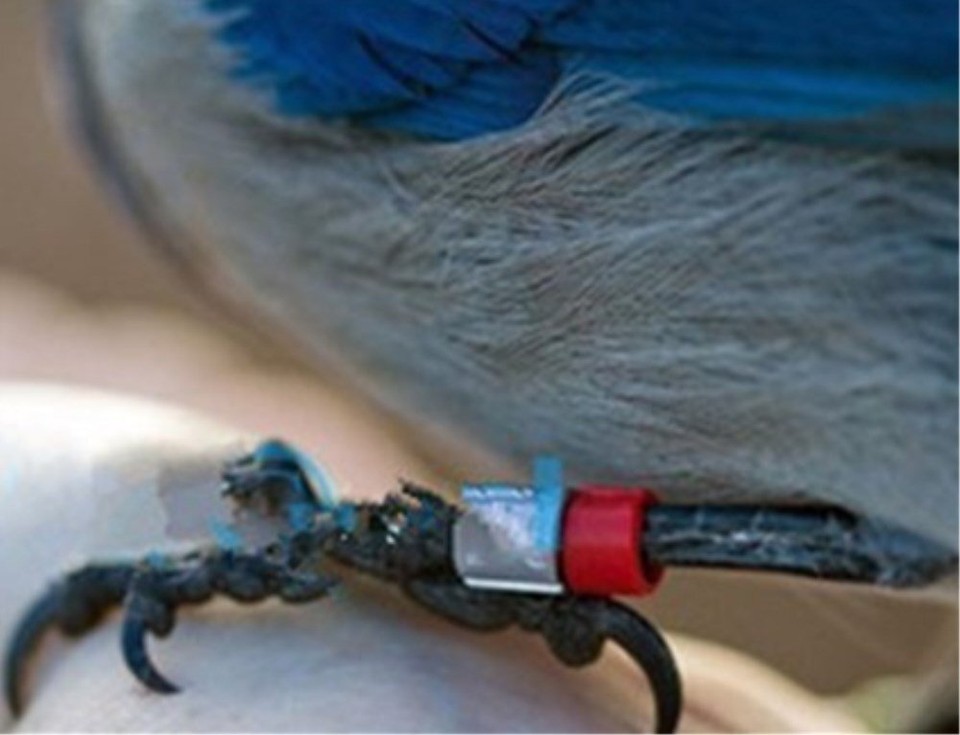 200 Pcs Bird Leg Rings Foot Bands for Chicks Bantam Finch Dove Lovebird ...