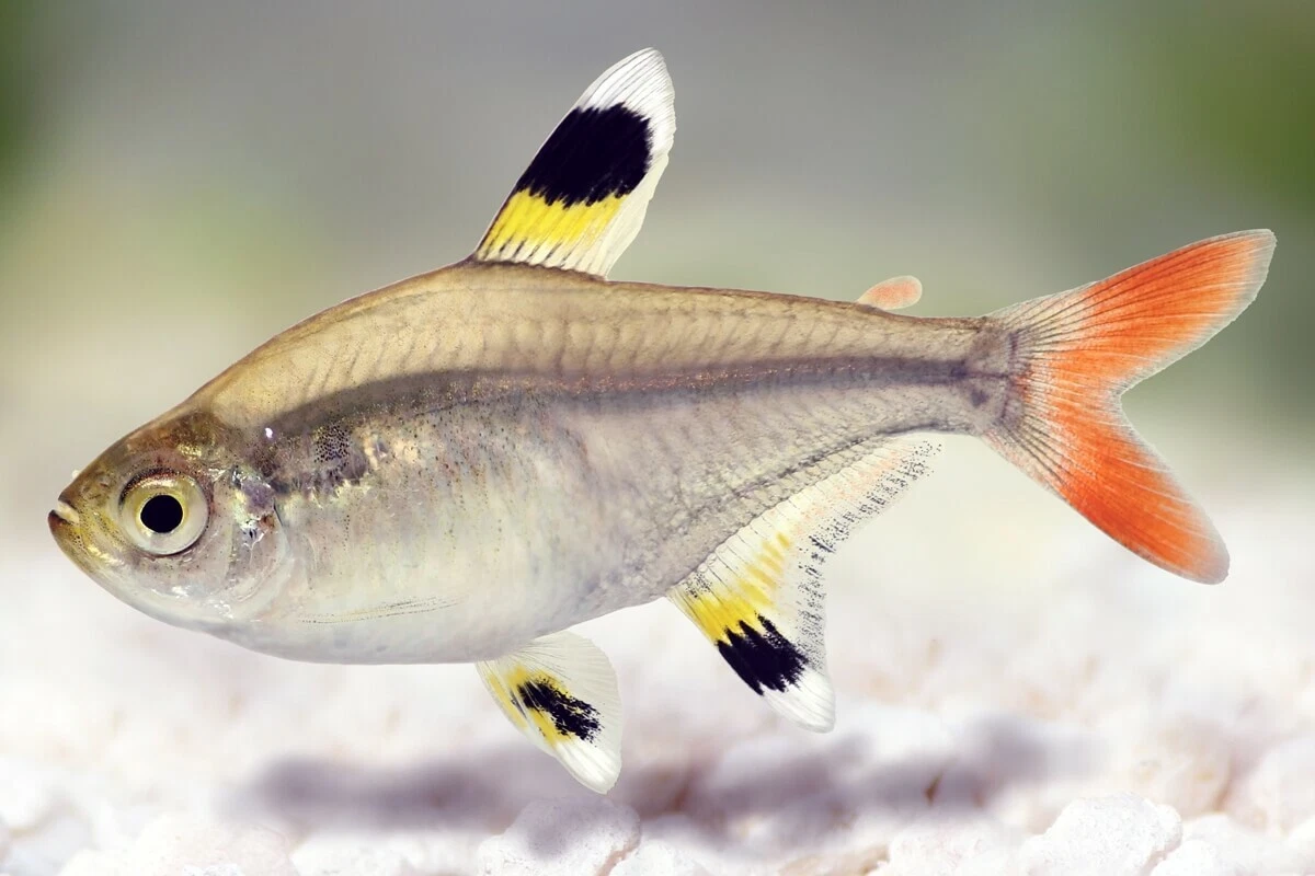 Pristella Maxillaris