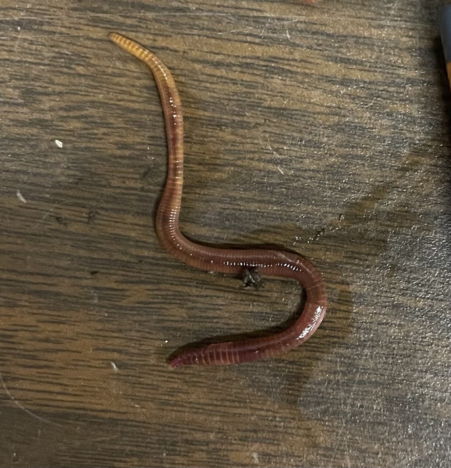 500 Premium Live Red Wiggler Worms, Composting Worms Vermiculture High ...