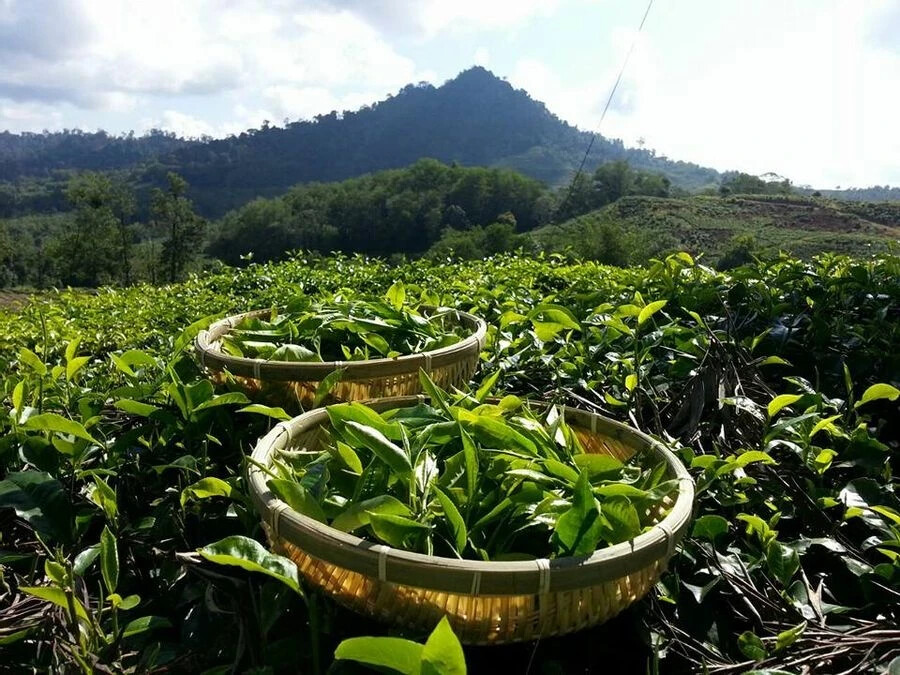 2 Boxes (50 TEABAGS) SABAH TEA BORNEO TEABAGS | eBay