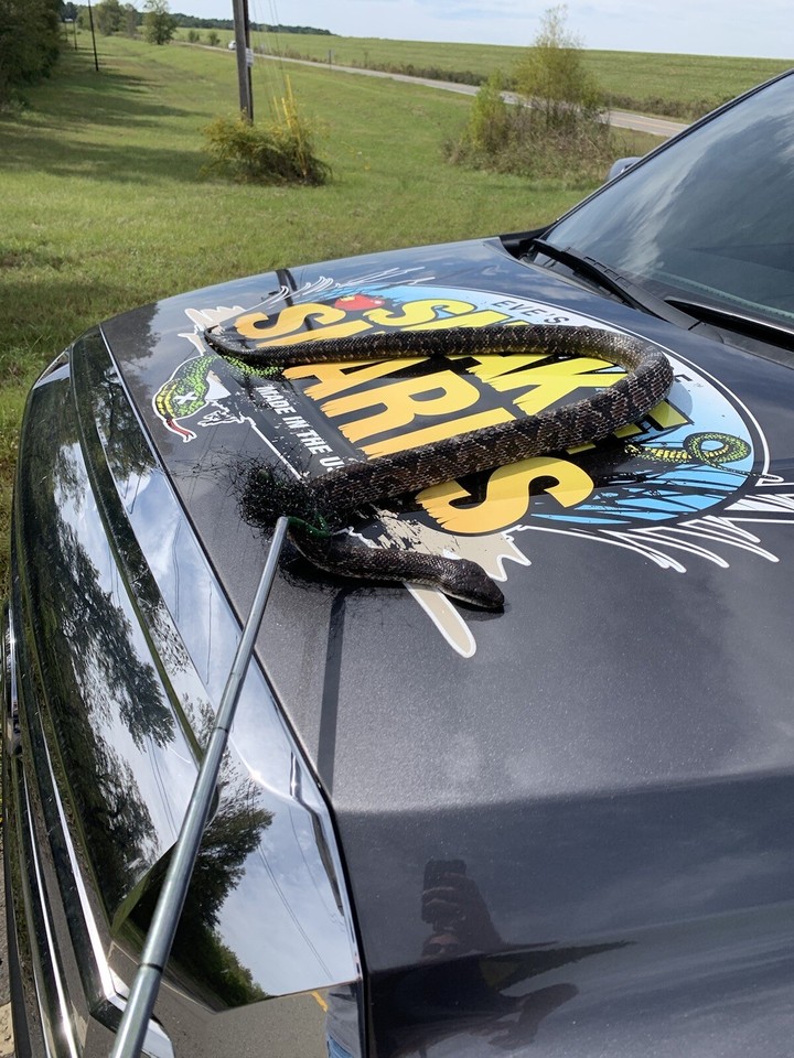 Eve'S Revenge Snake Snares Animal Barriers 100' Snake Trap + Fence ...