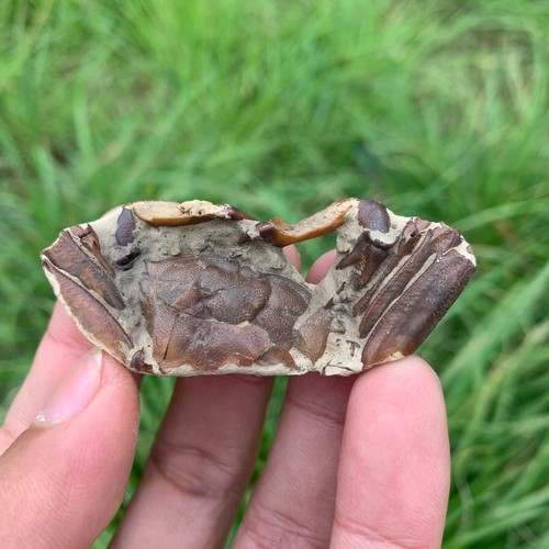 Jurassic Period Perfect Crab Fossil Dinosaur Age 89 | eBay