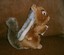 Webkinz Signature Chipmunk WKSS2009, NWT, Mint Condition OOP | eBay