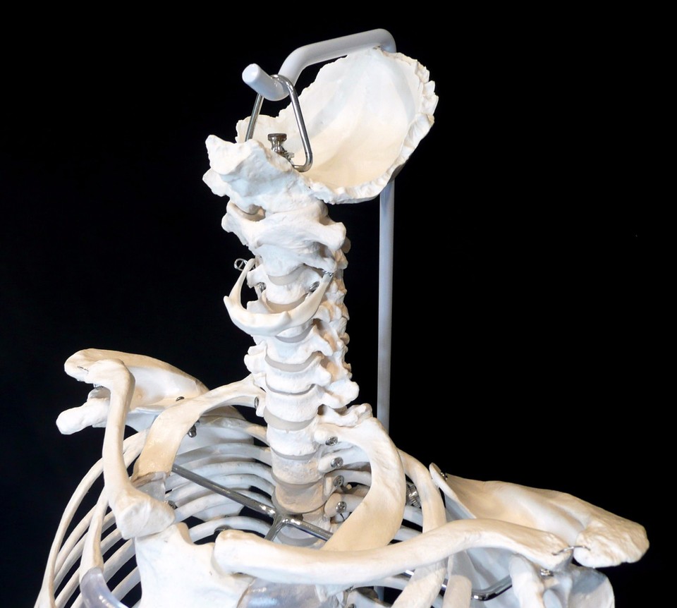 Anatomical Human Skeletal Trunk Model - Medical Skeleton Torso Anatomy ...