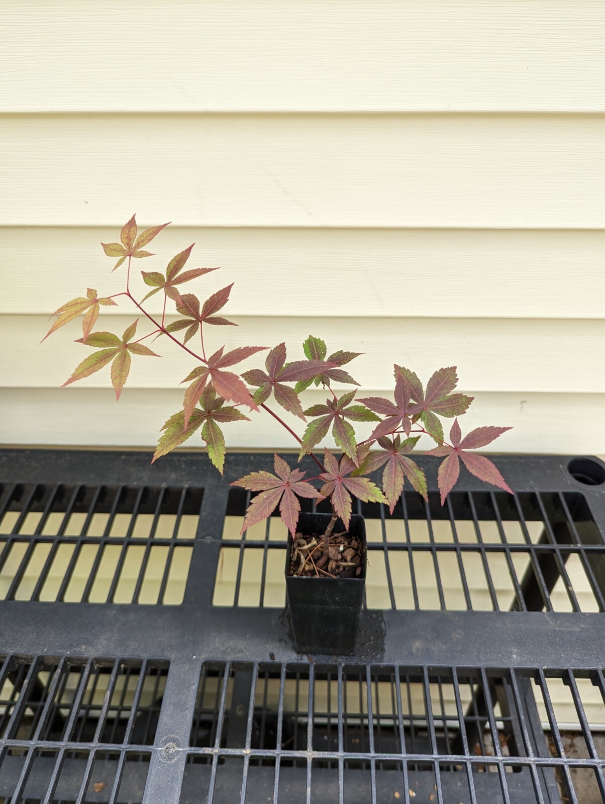Red Leaf Japanese Maple Seedling - Acer palmatum var. atropurpureum | eBay