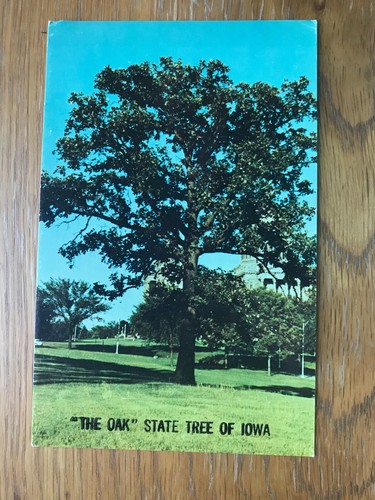 The Oak State Tree of Iowa Vintage Postcard | eBay