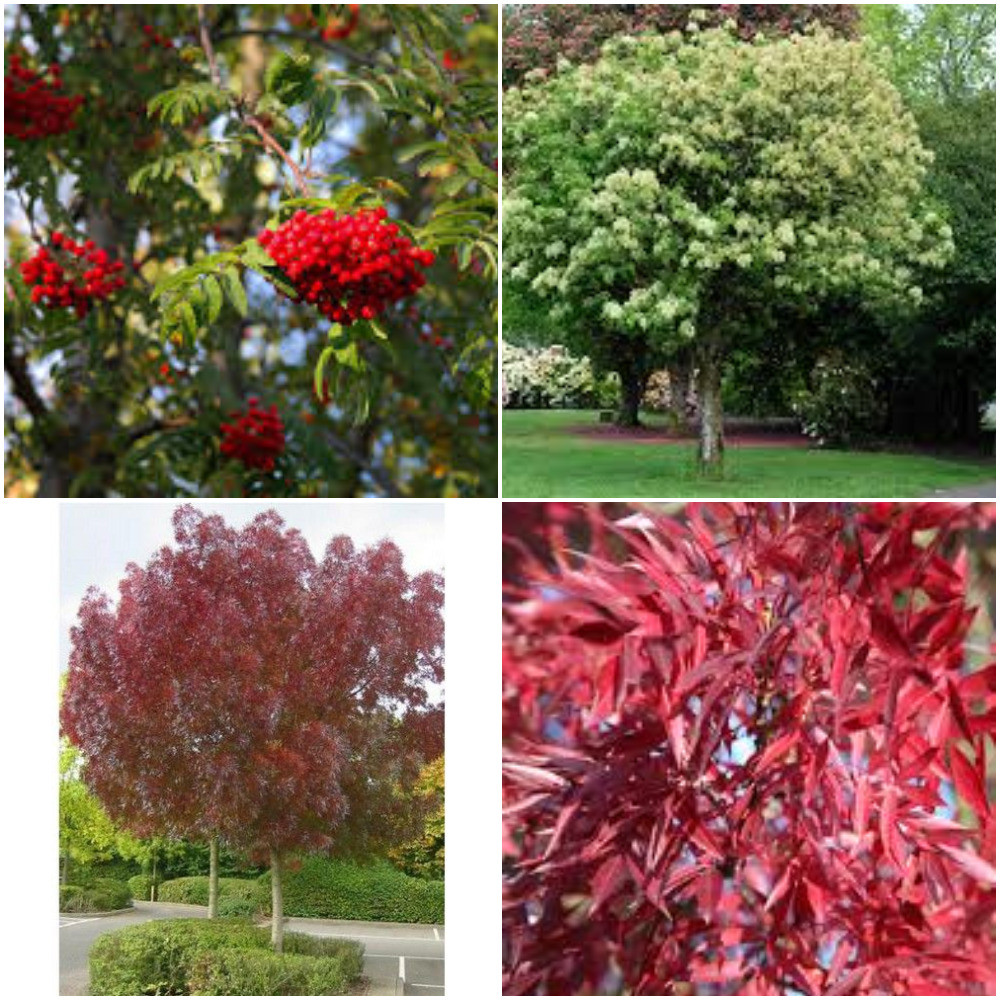 Ash Tree Seeds - Claret, Flowering, Mountain Specialty Feature Trees ...