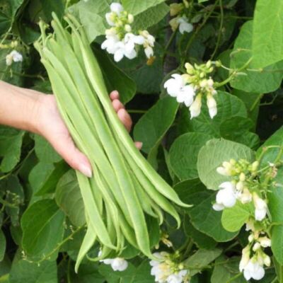 VEGETABLE RUNNER BEAN MOONLIGHT 60 GRAMS SELF FERTILE | eBay UK
